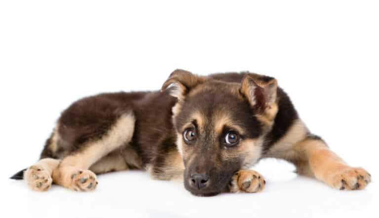 Why Do Dogs Curl Their Paws?