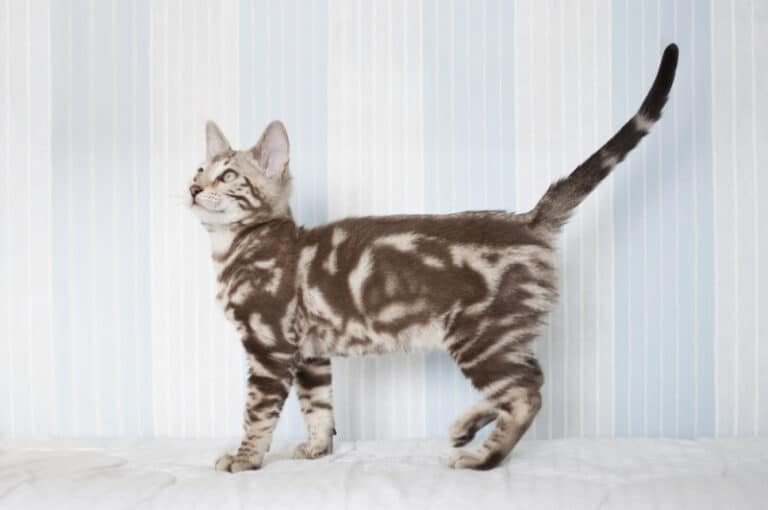 How to Identify a Bengal Cat? (with Examples & illustration)