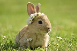 6000 Awesome Rabbit Names for Your Fluffy Bunny