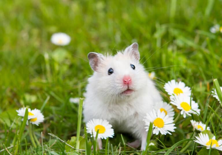 300+ Cute Hamster Names For Male & Female Hamsters