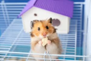 300+ Cute Hamster Names For Male & Female Hamsters