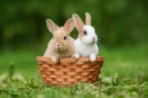 6000 Awesome Rabbit Names for Your Fluffy Bunny