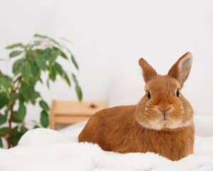 6000 Awesome Rabbit Names for Your Fluffy Bunny