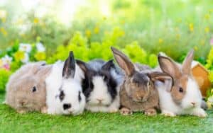 6000 Awesome Rabbit Names for Your Fluffy Bunny