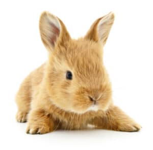 6000 Awesome Rabbit Names for Your Fluffy Bunny