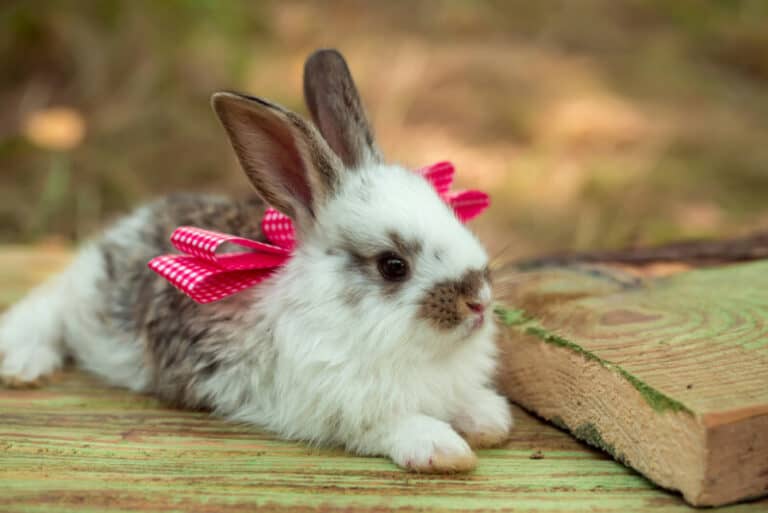 6000 Awesome Rabbit Names for Your Fluffy Bunny