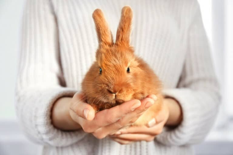 6000 Awesome Rabbit Names for Your Fluffy Bunny
