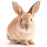 6000 Awesome Rabbit Names for Your Fluffy Bunny