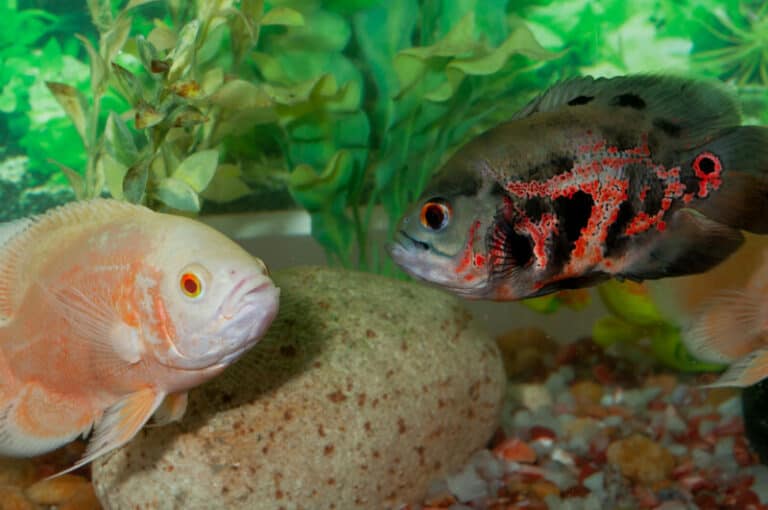 How to Stop Oscar Fish Aggression?
