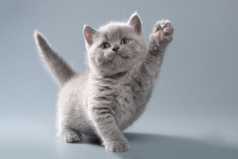 British Shorthair Male & Female - Full comparison & Guide