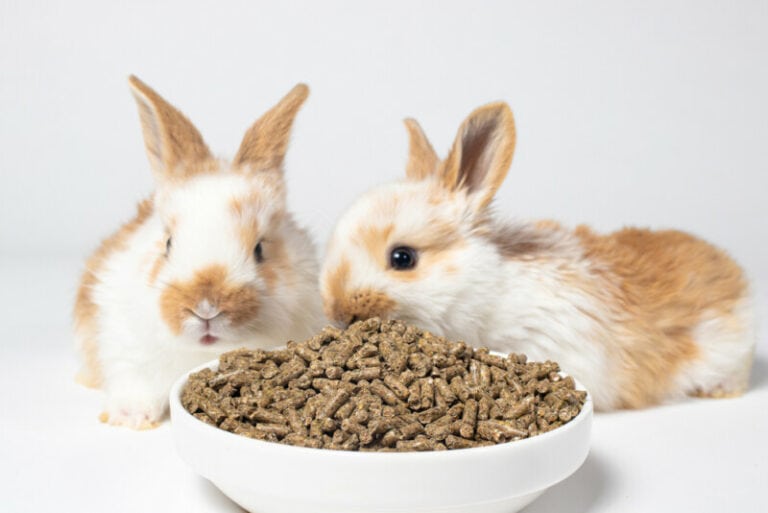7 Best Rabbit Food Bowls (With 3 Water Bowls)