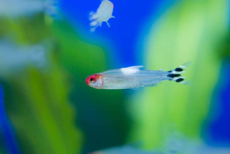 Why Are My Neon Tetras Dying?