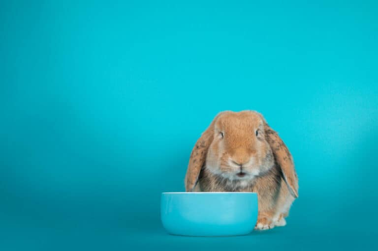7 Best Rabbit Food Bowls (With 3 Water Bowls)