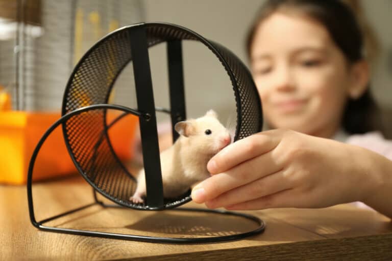 16 Steps To Be A Good Hamster Owner