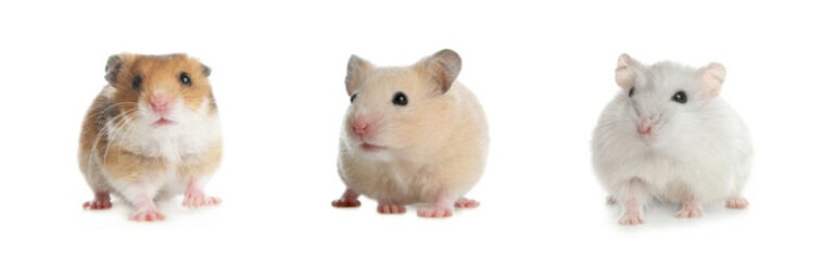 16 Steps To Be A Good Hamster Owner