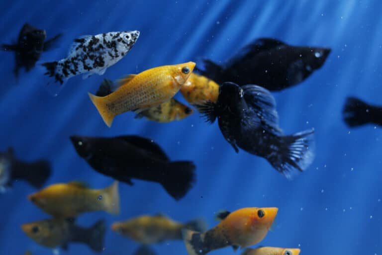 Best Fish Food for Mollies