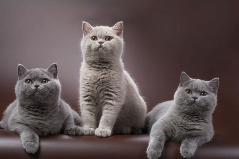 British Shorthair Vs Scottish Fold