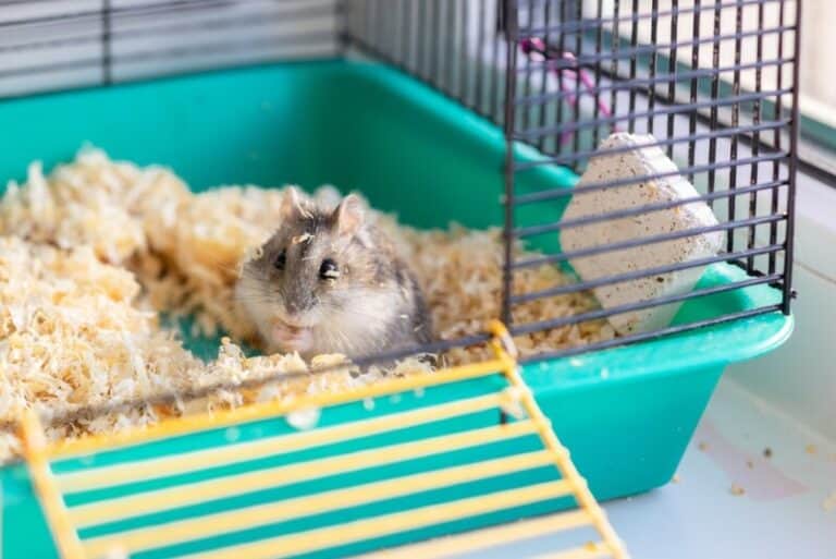 16 Steps To Be A Good Hamster Owner