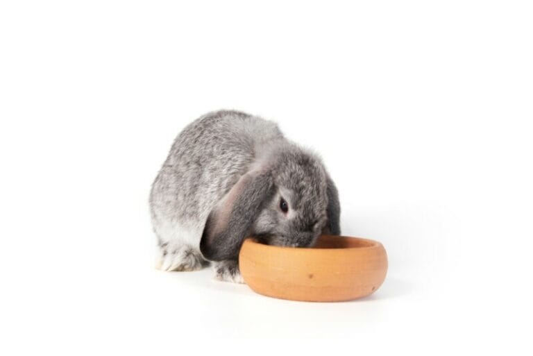 7 Best Rabbit Food Bowls (With 3 Water Bowls)