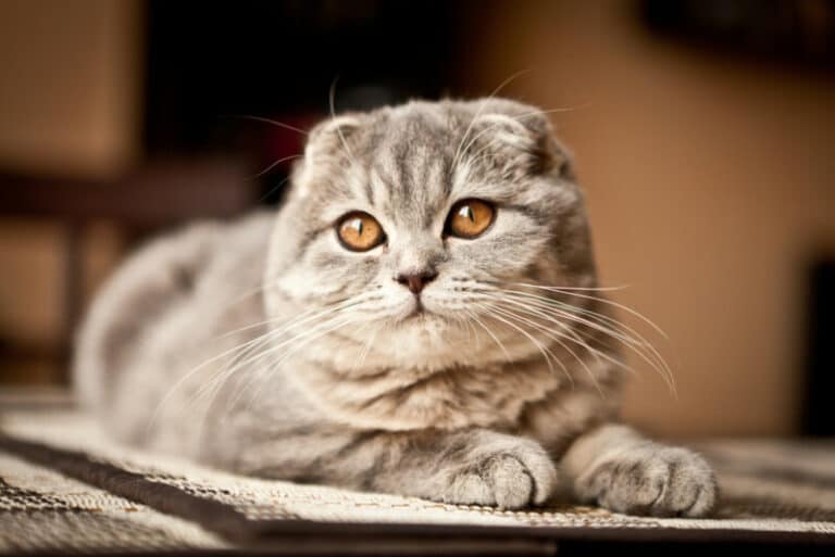 British Shorthair Vs Scottish Fold