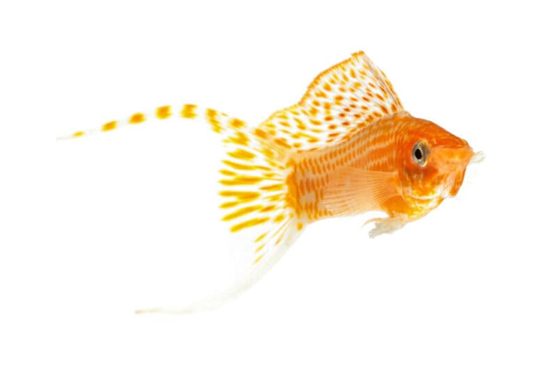 Pregnant Molly with Babies – What you Should Know?