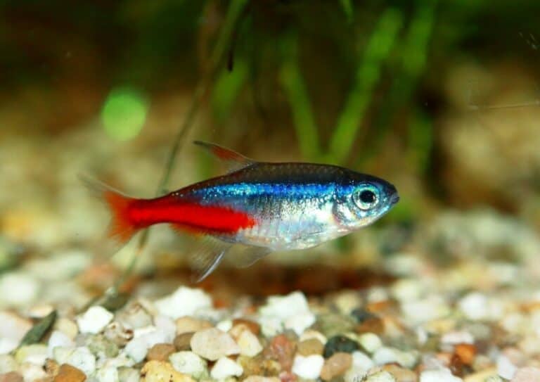 Why Are My Neon Tetras Dying?