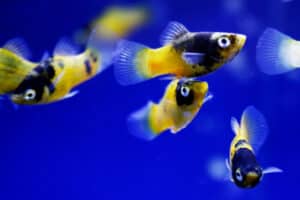 How to tell if a Platy Fish is Male or Female?