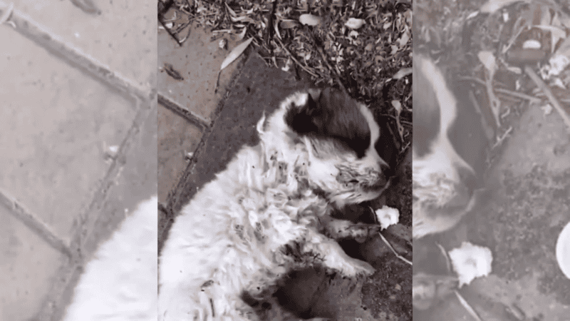 Woman Heading Home, Made A Heartbreaking Discovery – A Tiny Puppy ...